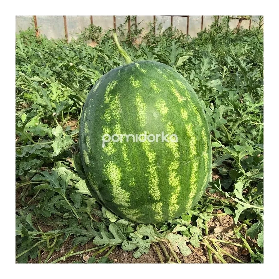 Кавун ЮТА F1 | YUTA F1 Lark Seeds - Lark Seeds купити в Агромаркет ...