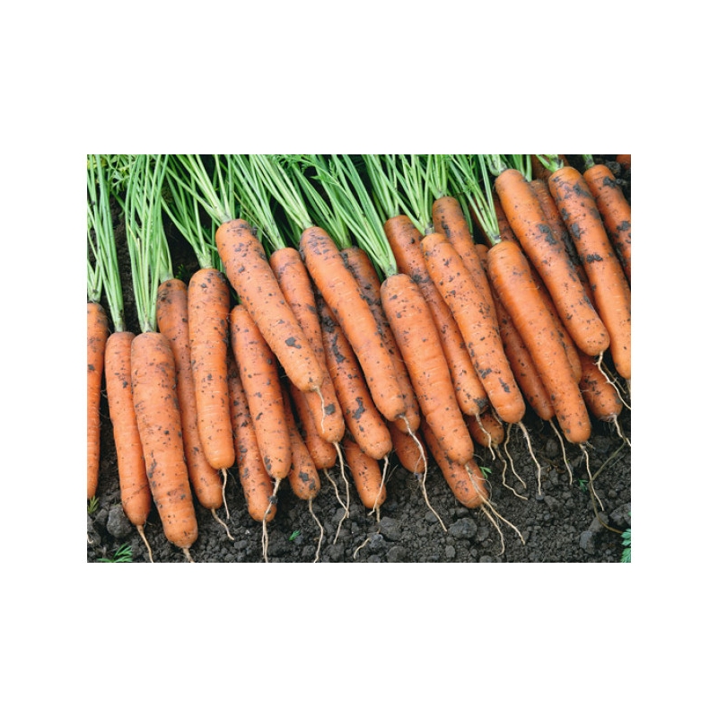 Морковь ТІТАН F1 | TITAN F1 Spark Seeds (Lark Seeds)