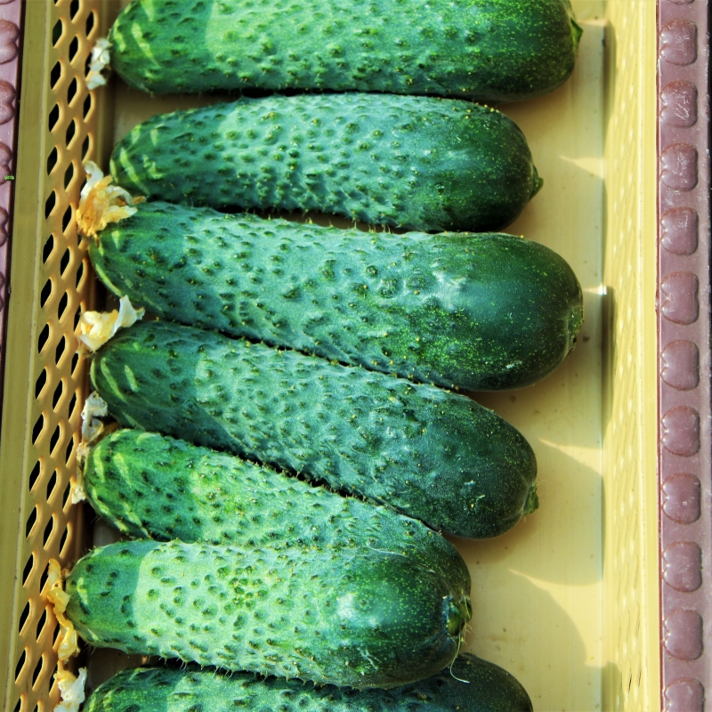 Купити пронумерований огірок СВ 4097 Seminis. Доставка по Україні