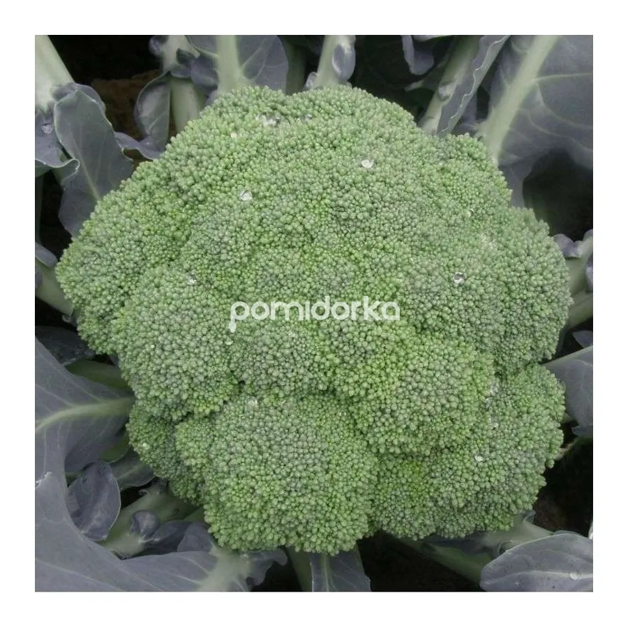Капуста САМОА F1 | SAMOA cora seeds - Seminis купити в Агромаркет Pomidorka