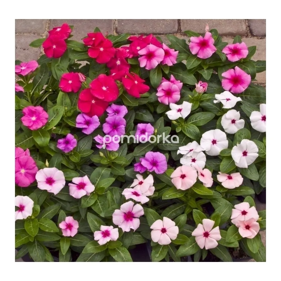 Катарантус СанШторм F1 Catharanthus SunStorm F1 Syngenta - Syngenta ...