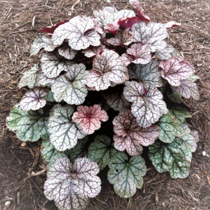 Гейхера американська Марвелоус Марбл | Heuchera americana Marvelous Marble