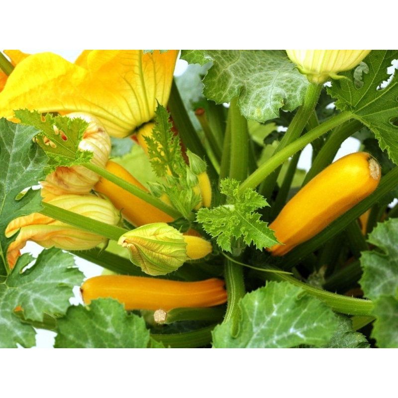 Кабачок ГОЛДЕН ГЛОРИ F1 | GOLDEN GLORI F1 Syngenta