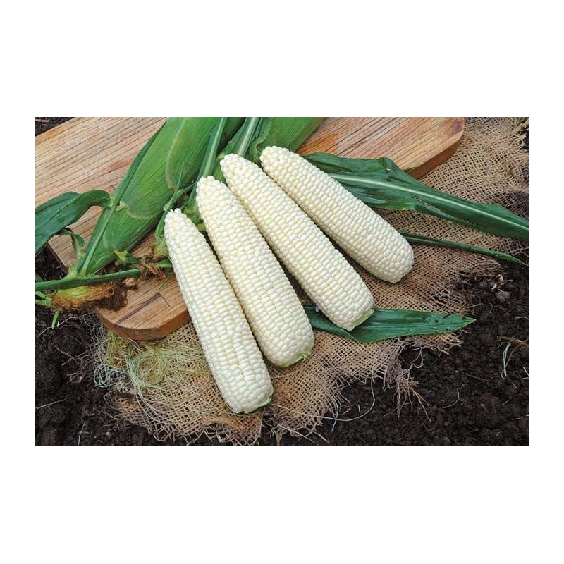 Кукурудза ВАЙТ ТУЗ F1 | WHITE TUZ F1 Spark Seeds (Lark Seeds)