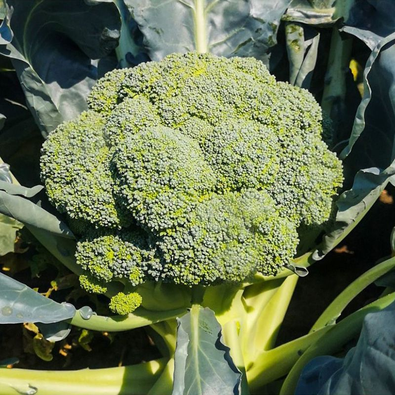 Капуста броколи ТРІБЕКА F1 | TRIBEKA F1 Lark Seeds