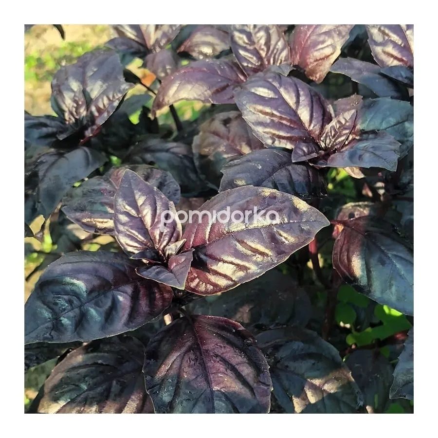 Базилік ВІОЛЕТ КІНГ | VIOLET KING Spark Seeds (Lark Seeds)