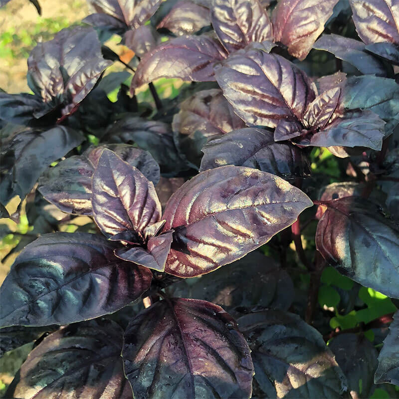 Базилік ВІОЛЕТ КІНГ | VIOLET KING Spark Seeds (Lark Seeds)